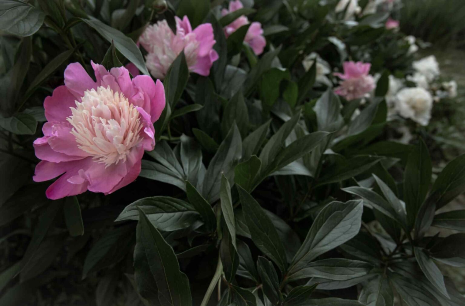 When Do Peonies Bloom? - Learn How To Smile